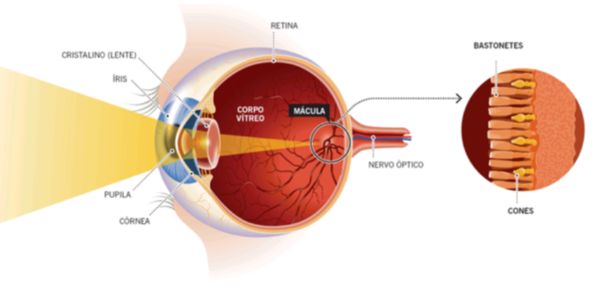 (Enem 2022) No processo de captação da luz pelo olho para a formação de ...